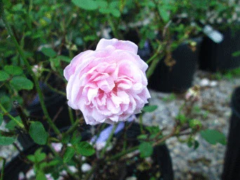 Roses — Weston Gardens