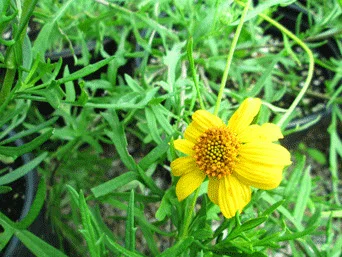 Bee Gallery — Weston Gardens