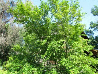 Bird Gallery — Weston Gardens
