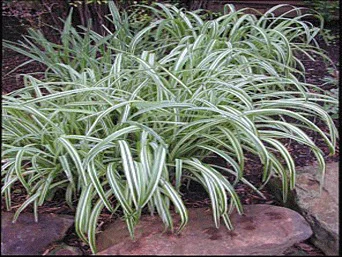 Full sun Ornamental Grasses 2 — Weston Gardens