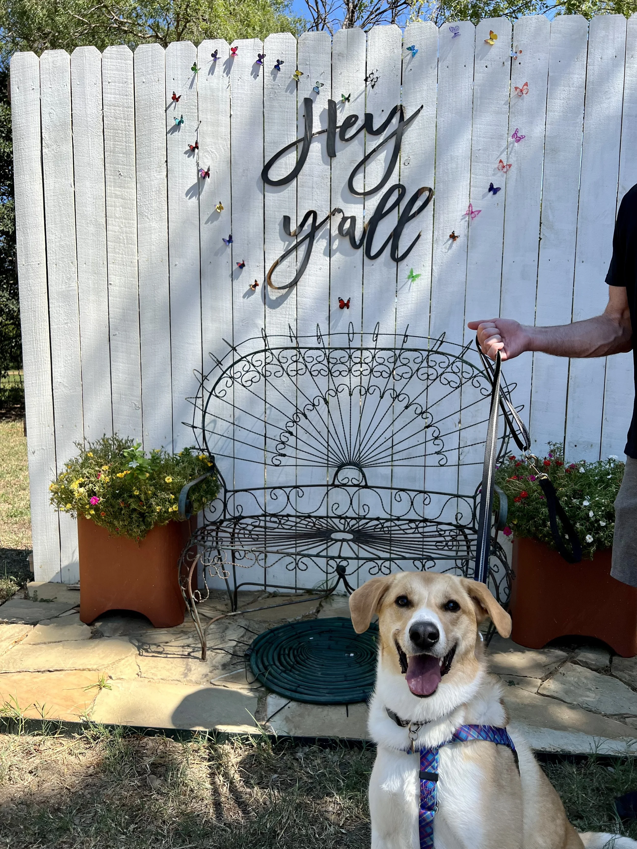Monarch Butterfly Bash 2022 — Weston Gardens