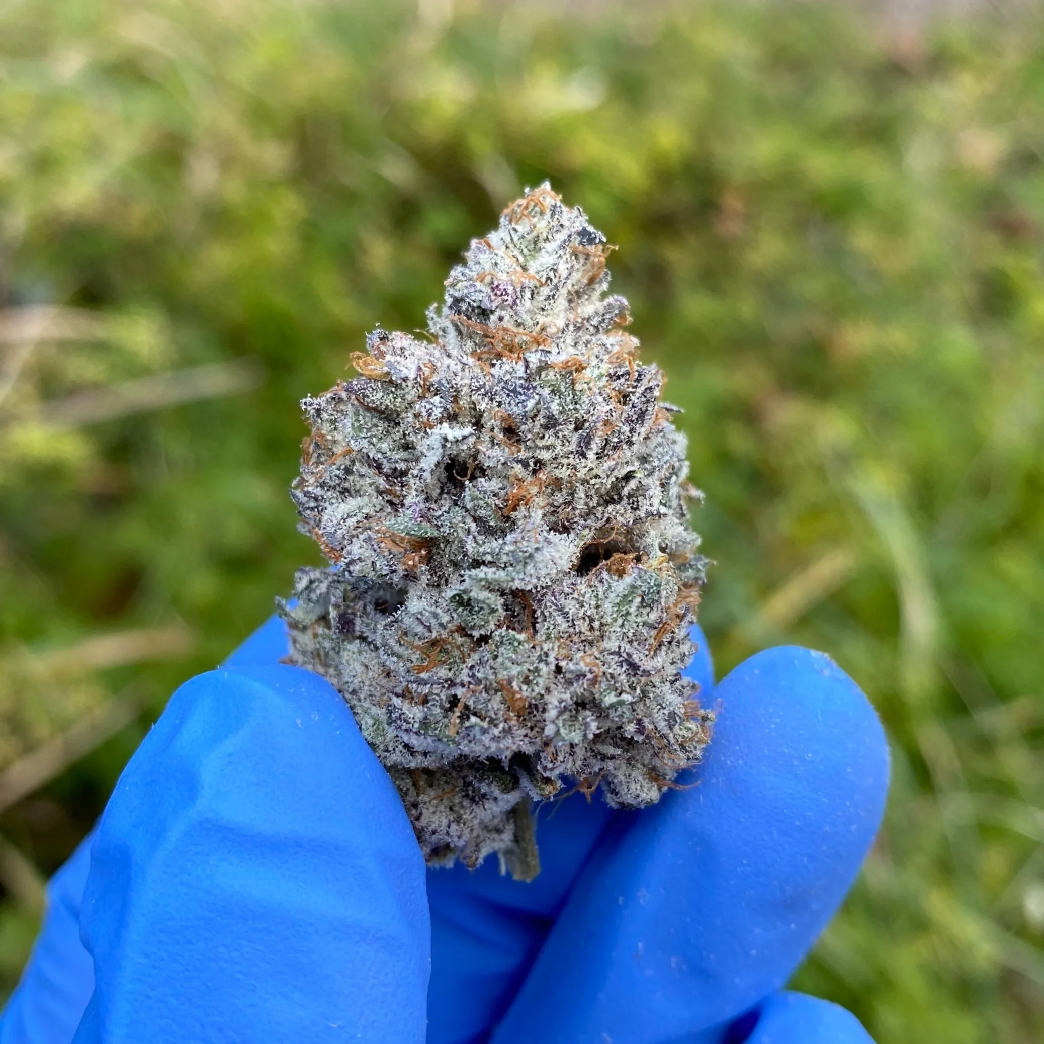 Corpse Paint Strain Info — Maine Craft Cannabis