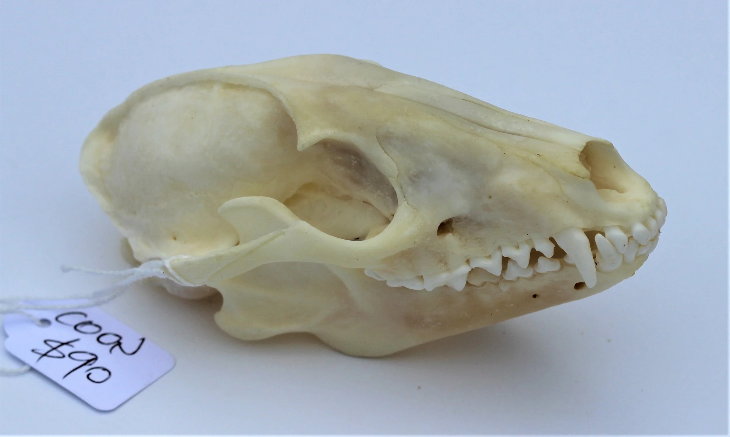 MartinsButterflyWorld