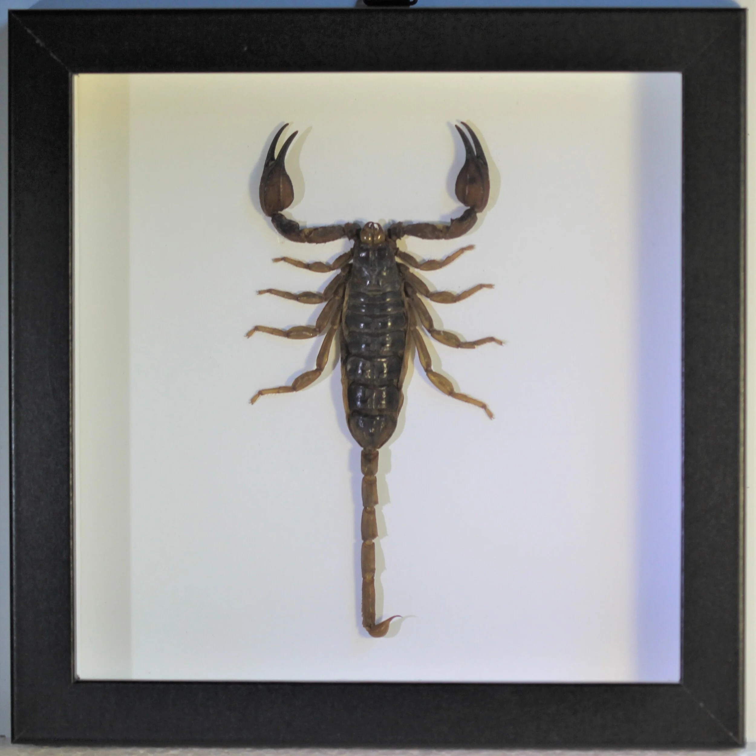 Martin's Butterfly World