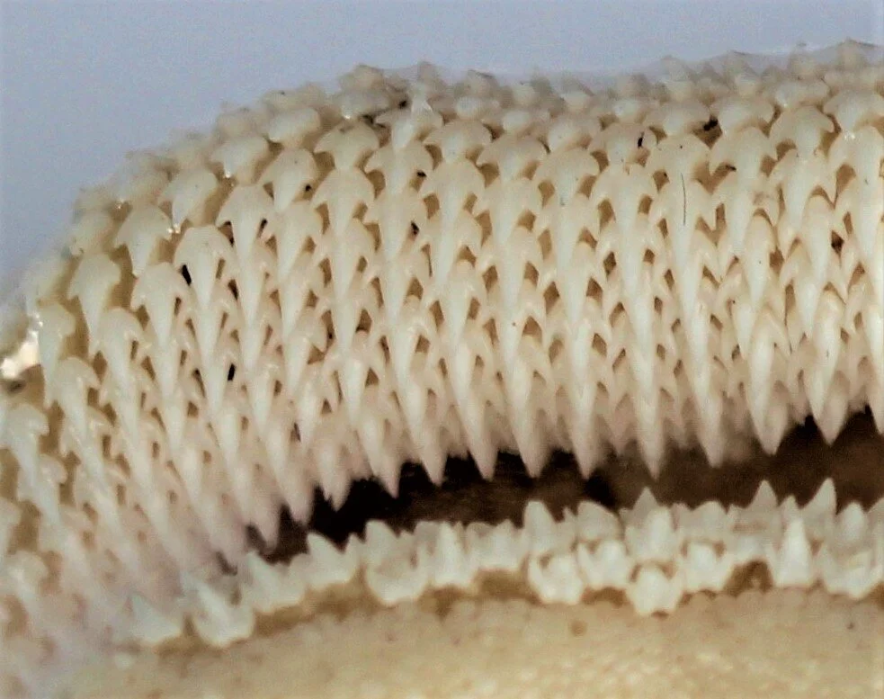 Zebra Shark Jaw (Stegostoma fasciatum) — Martin's Butterfly World