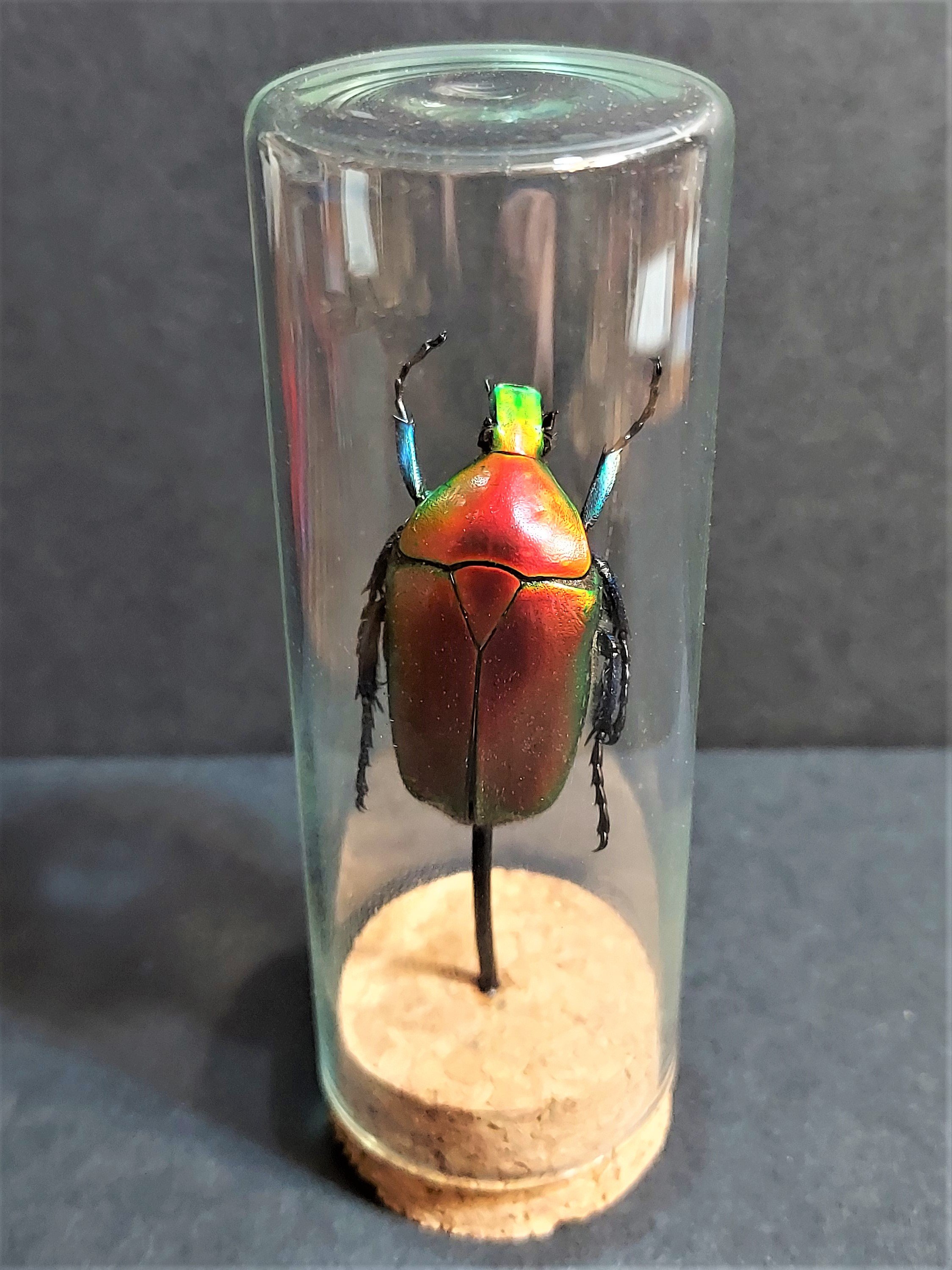 MartinsButterflyWorld