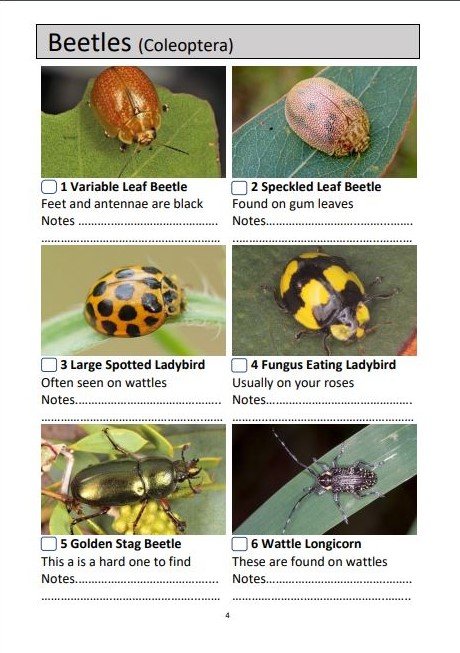 100 Common INSECTS of Victoria — MartinsButterflyWorld