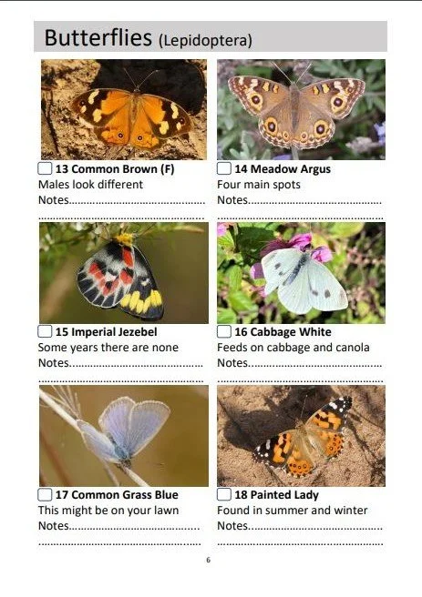 100 Common INSECTS of Victoria — MartinsButterflyWorld