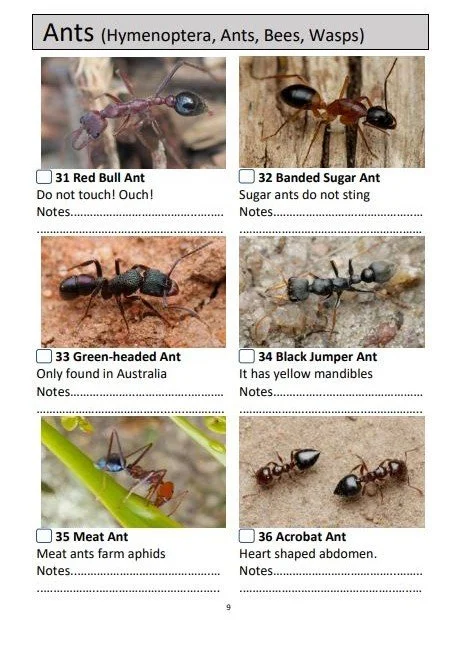 100 Common INSECTS of Victoria — MartinsButterflyWorld