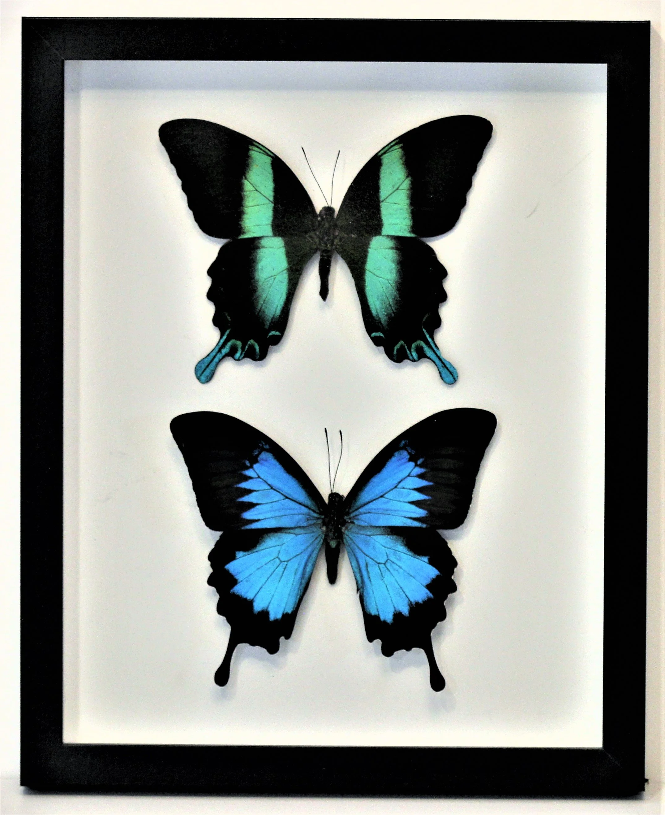 MartinsButterflyWorld