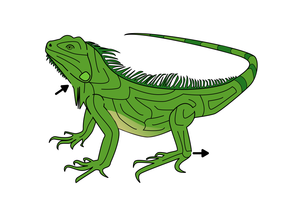 Animal Mazes - A look at various wild and exotic Animal Mazes — Free ...