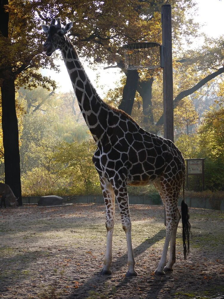 Maze of the Week #77 - Giraffe Maze — Free Printable Mazes for All Ages
