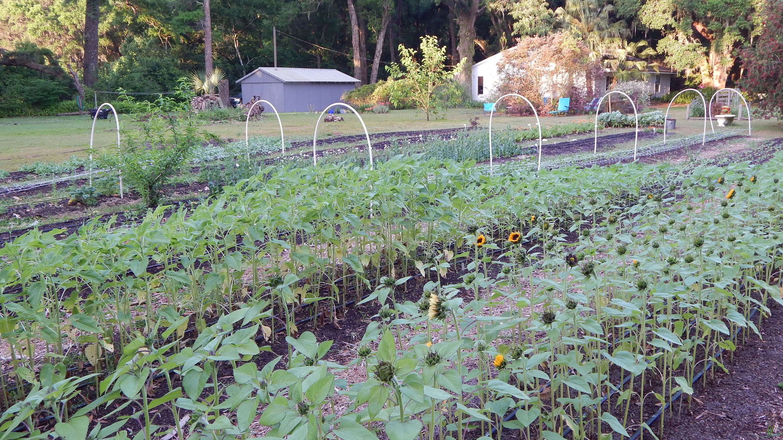 MILLWOOD FLOWER FARM