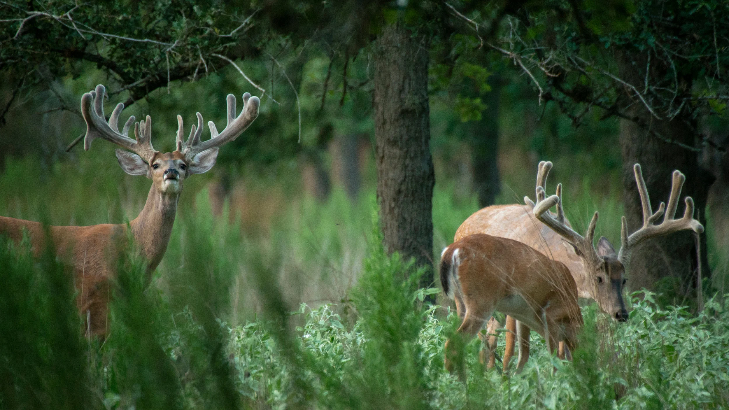 Texas Hidden Springs Ranch