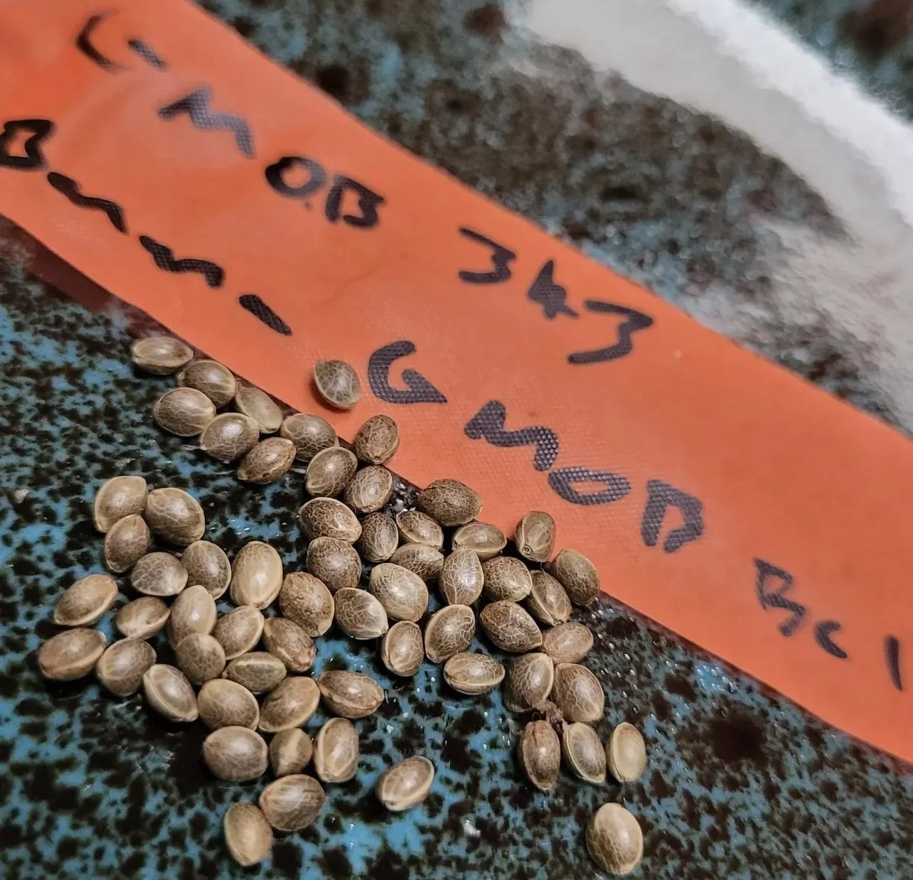 BIOVORTEX INTERVIEW — COSMIC VIEW