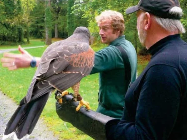 Take a Hawk Walk in Ireland — Los Angeles Audubon Society