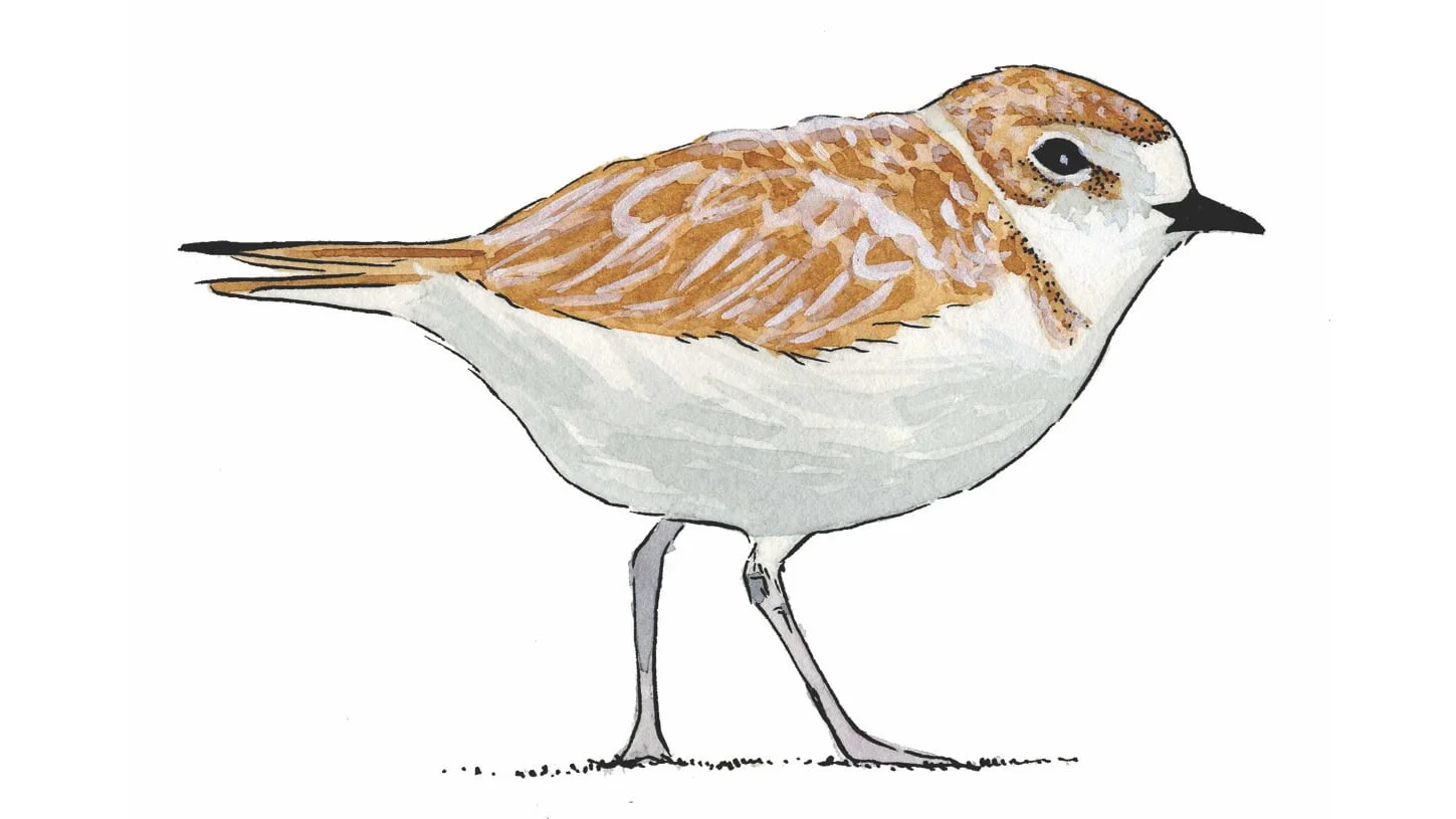 Western Snowy Plover Conservation — Los Angeles Audubon Society