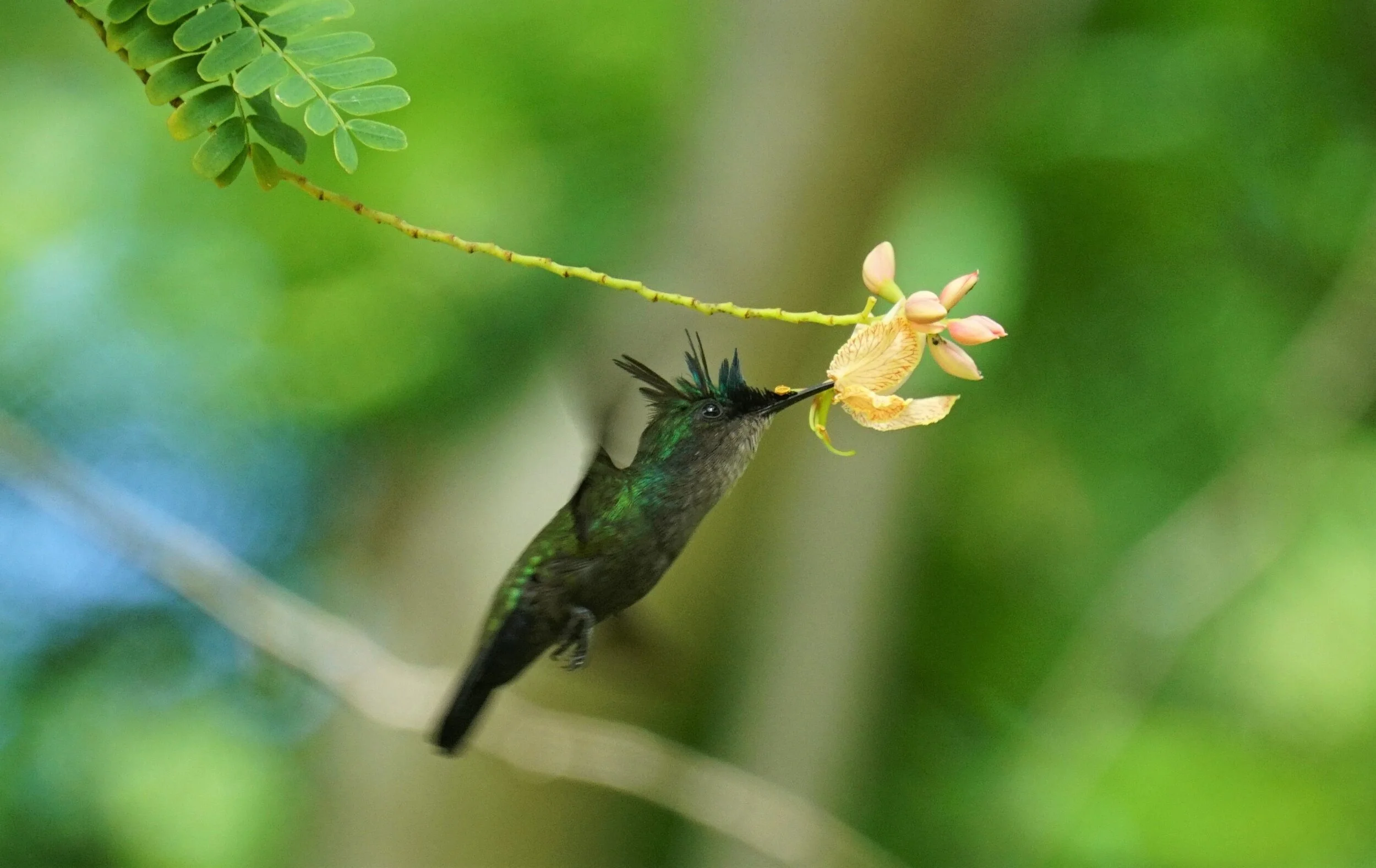 Winging it: Discovering the Caribbean Birding Trail — Los Angeles ...