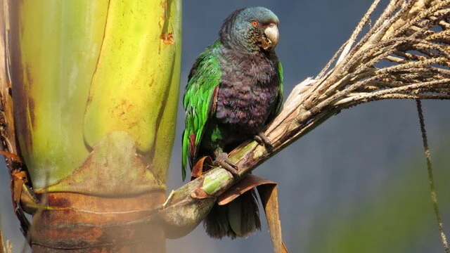 Winging It: Discovering The Caribbean Birding Trail, Part II: Dominica ...
