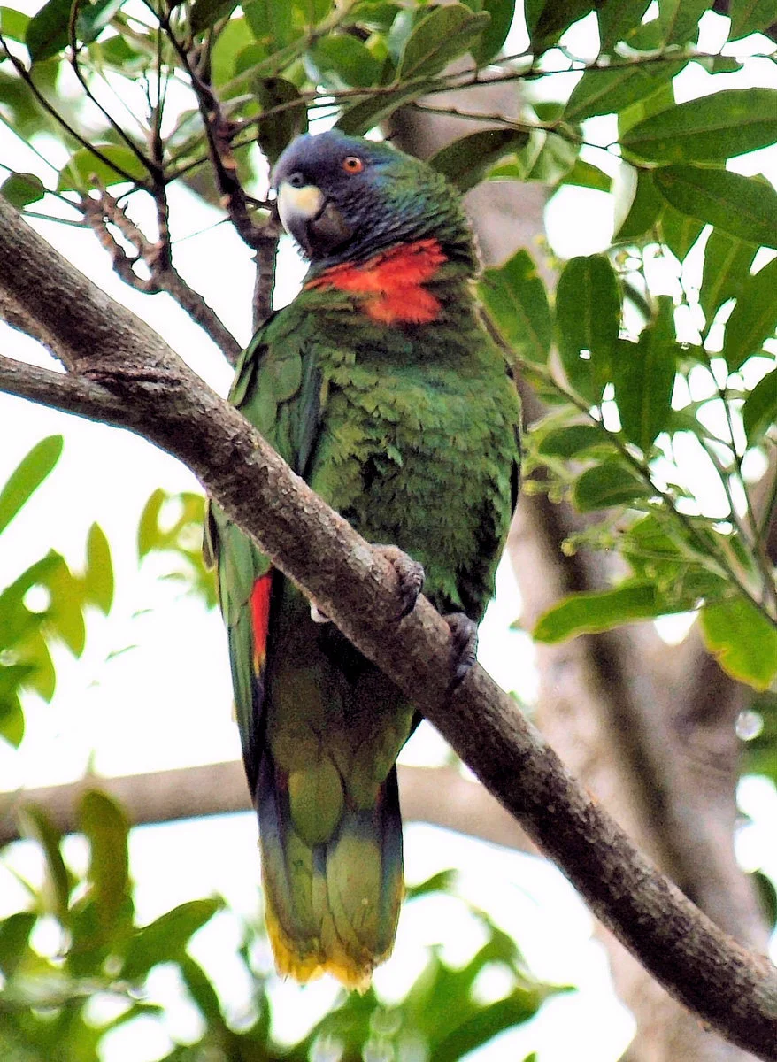 Winging It: Discovering The Caribbean Birding Trail, Part II: Dominica ...