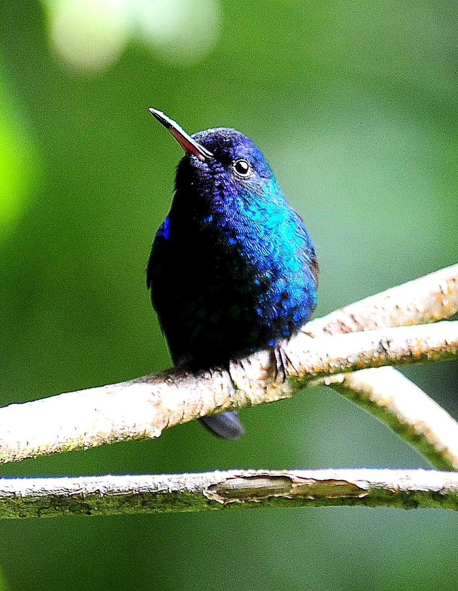 Winging It: Discovering The Caribbean Birding Trail, Part II: Dominica ...