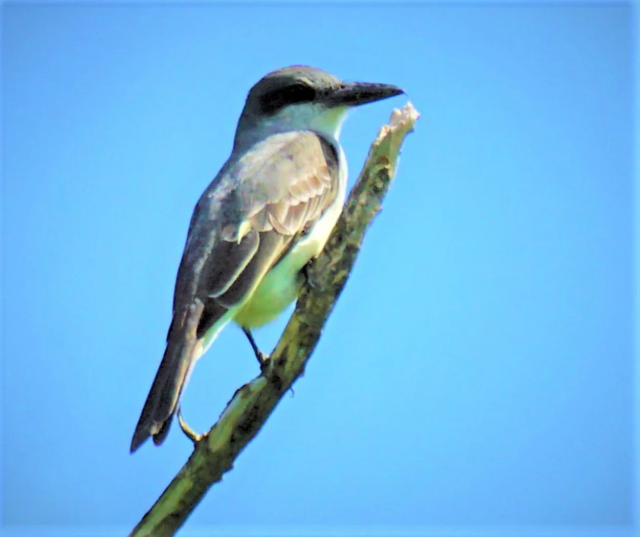 Winging It: Discovering The Caribbean Birding Trail, Part II: Dominica ...