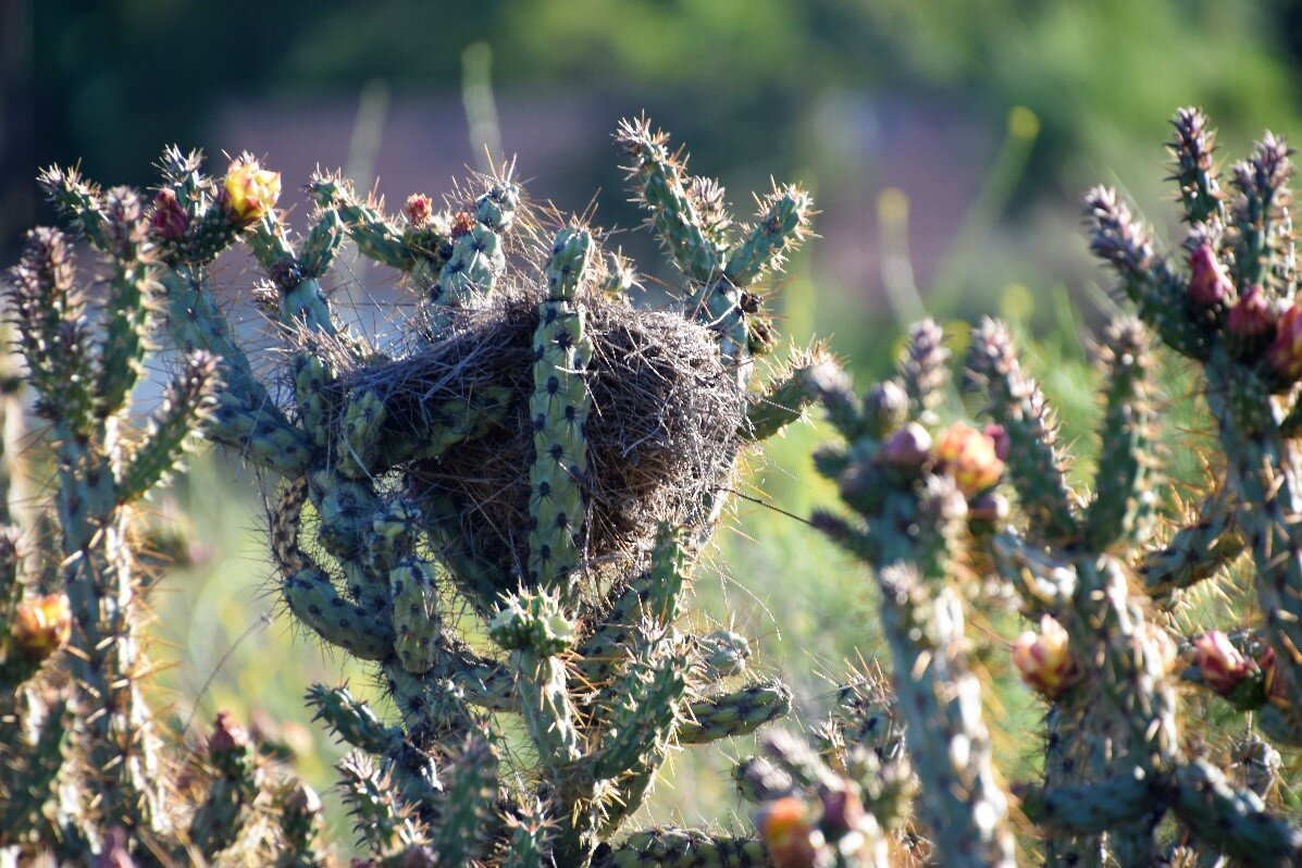 YOUNG BIRDERS: Charismatic and Clever: The Cactus Wren (Campylorhynchus ...