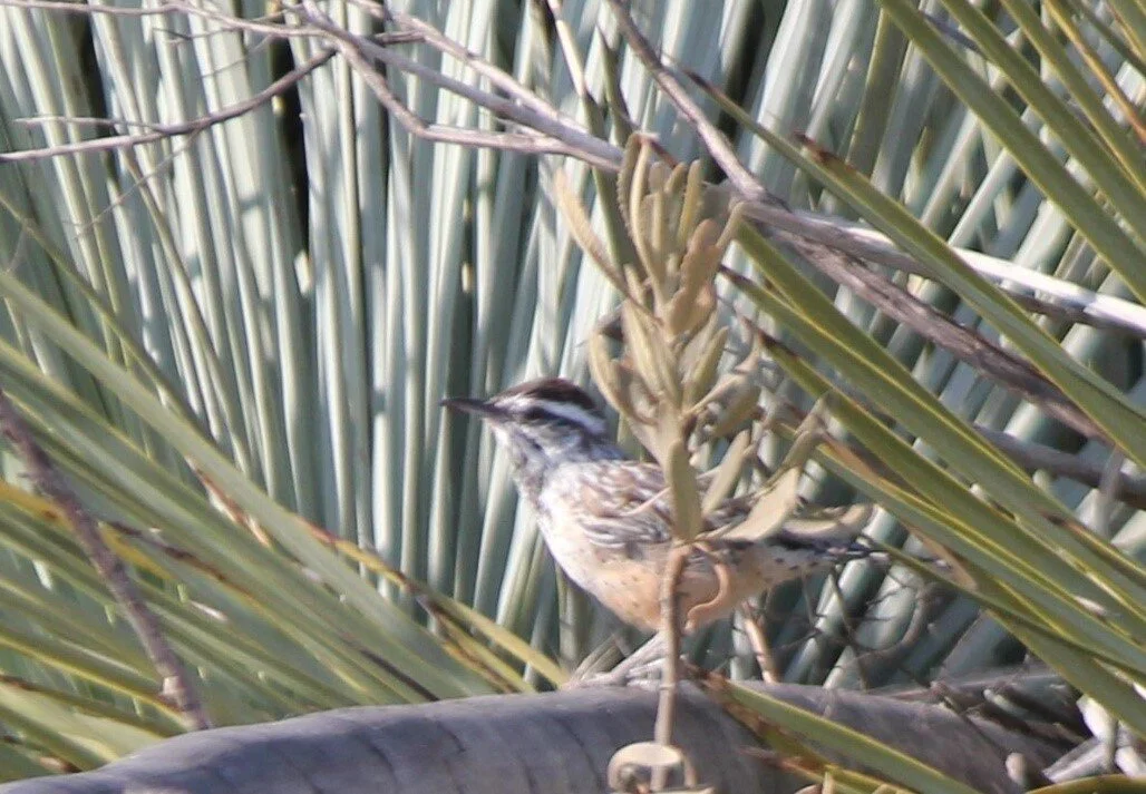 YOUNG BIRDERS: Charismatic and Clever: The Cactus Wren (Campylorhynchus ...