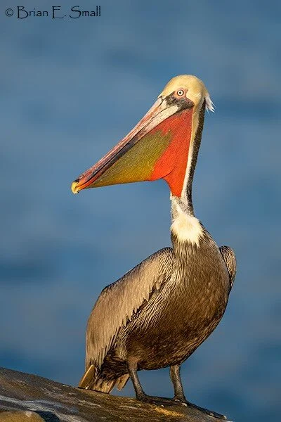 A Magnificent Seabird: The Brown Pelican (Pelecanus occidentalis) — Los ...