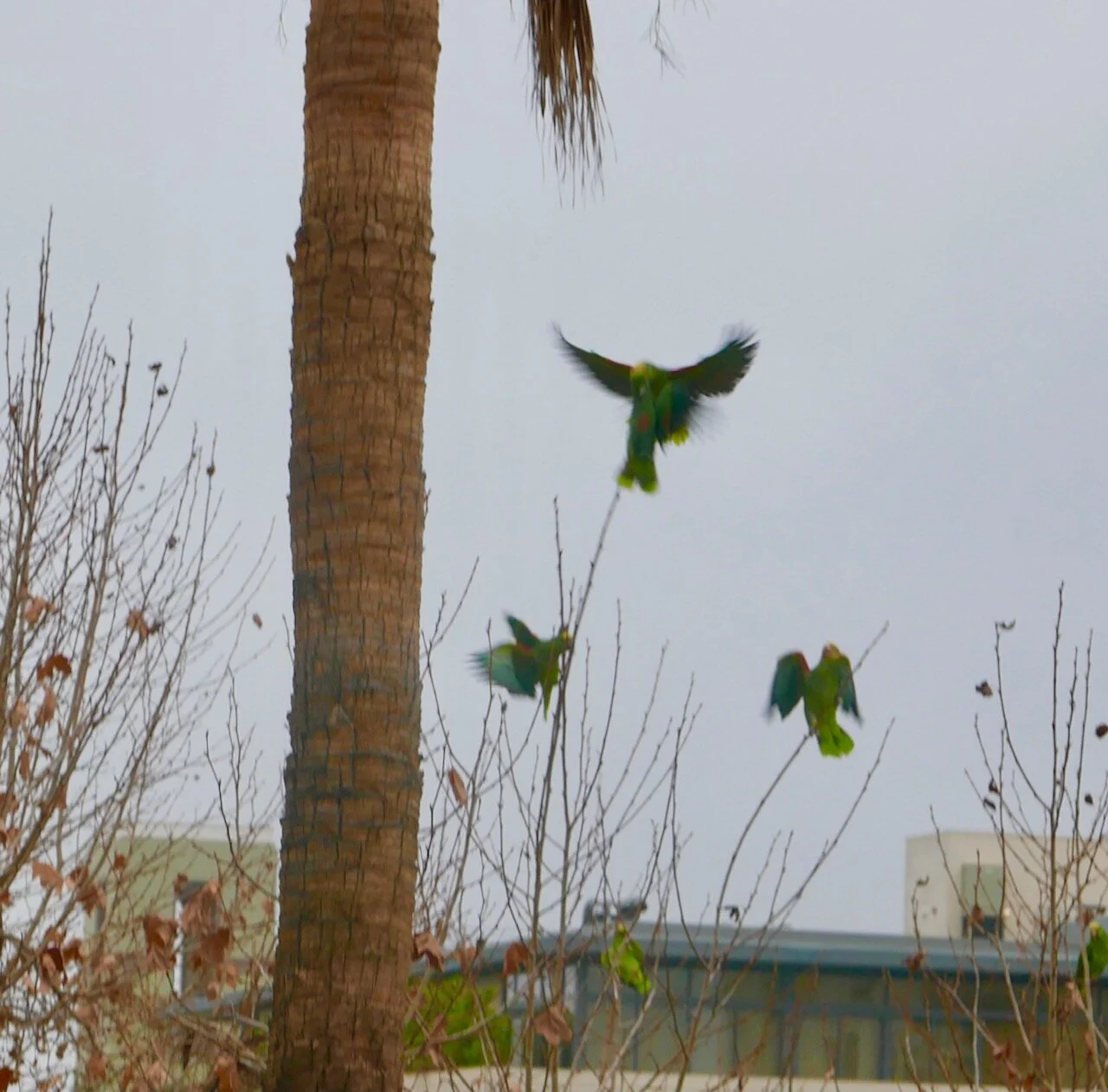 Wild Parrots Aplenty in Pasadena — Los Angeles Audubon Society