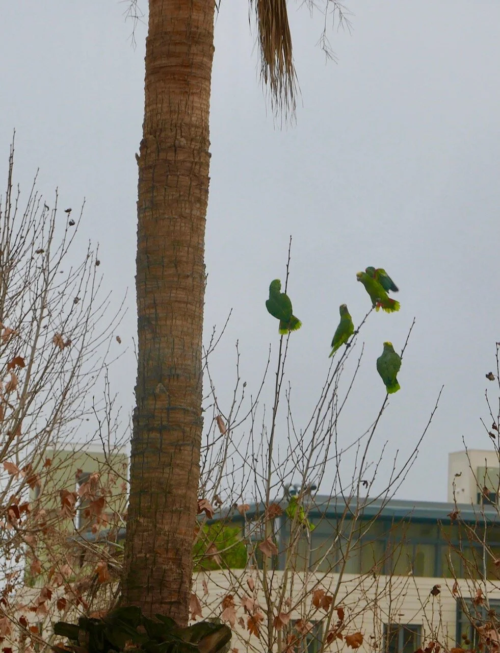 Wild Parrots Aplenty in Pasadena — Los Angeles Audubon Society
