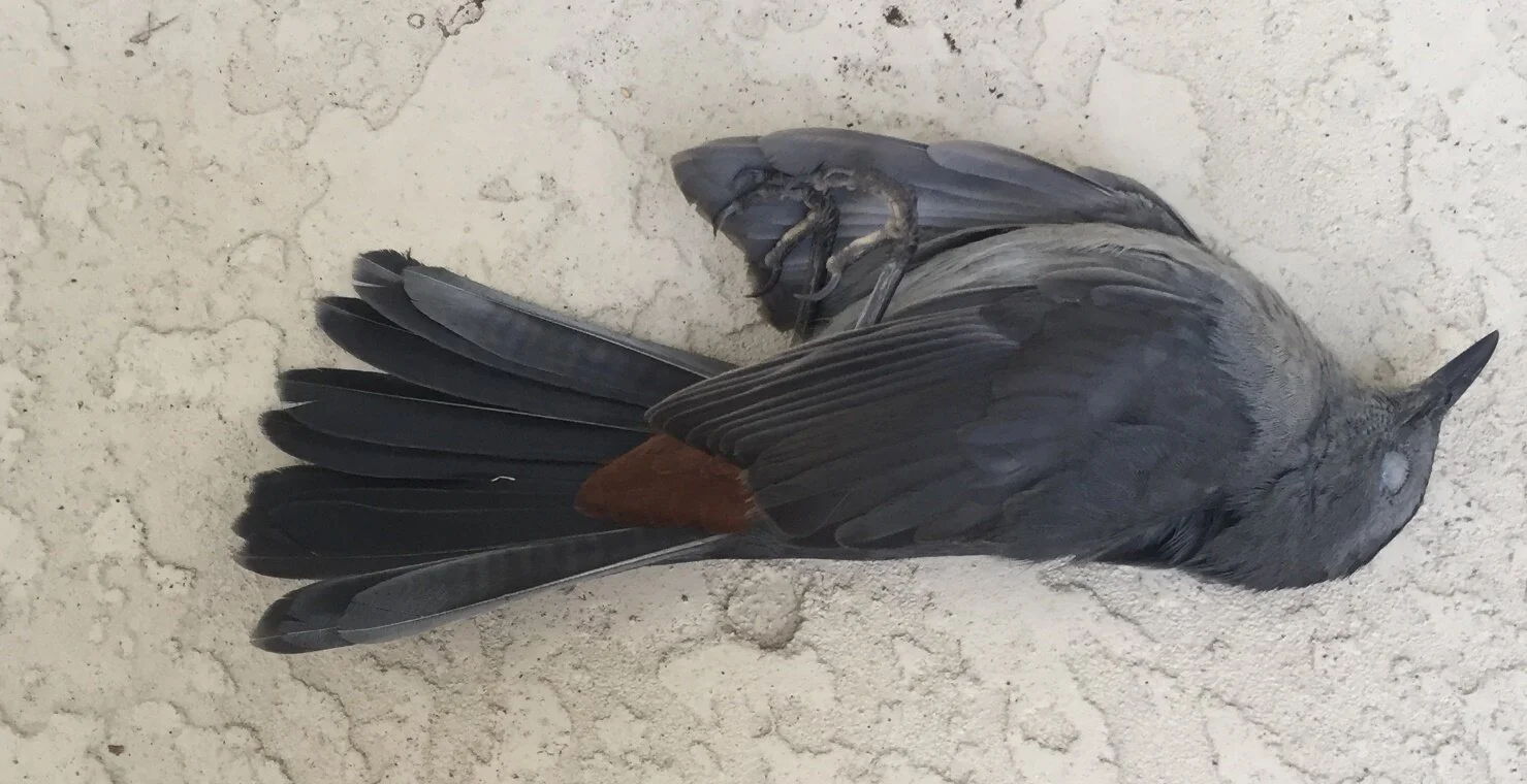 Birds Die Hitting Windows – Let’s Get to Work Stopping These Deaths ...