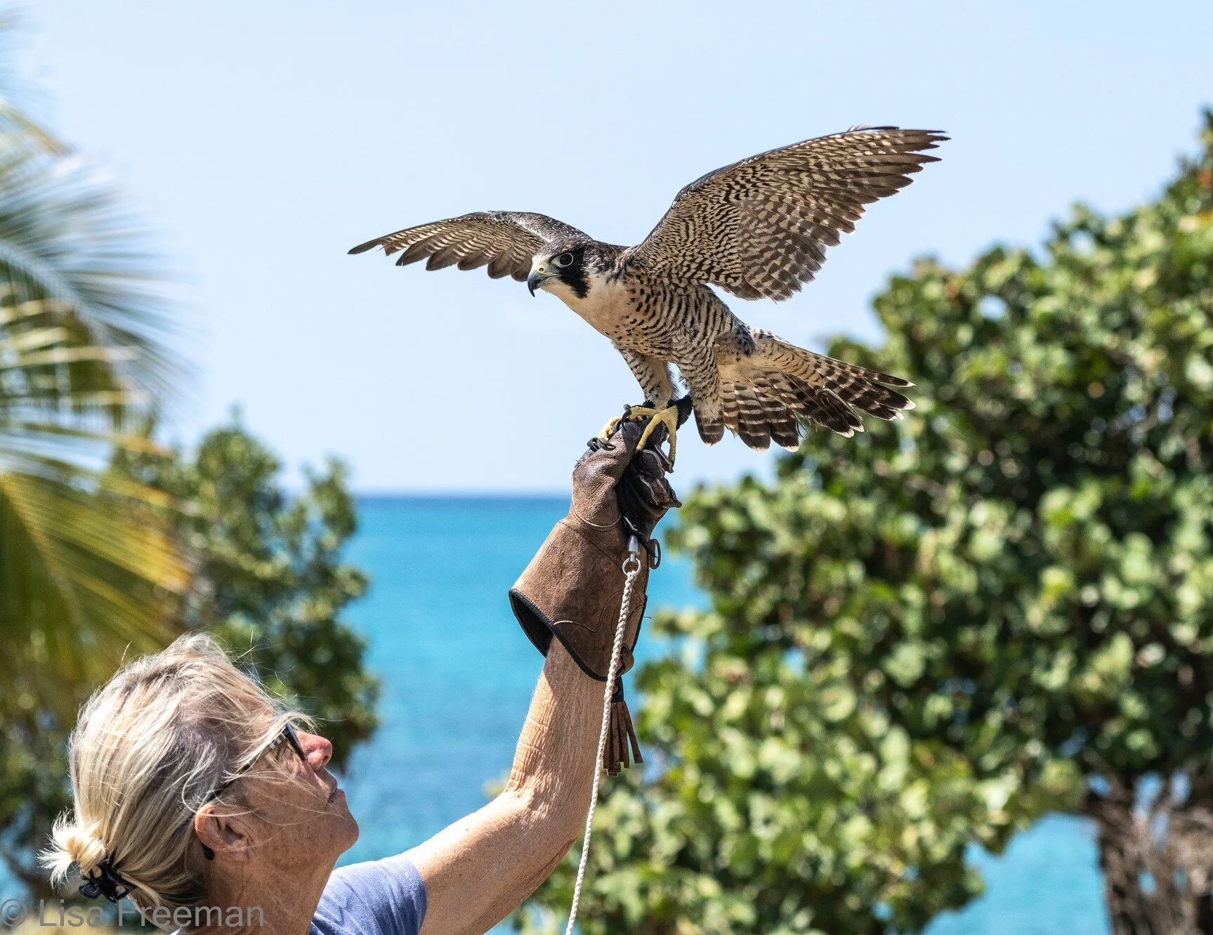 Island Hopping: Birding the U.S. Virgin Islands, Part 1: St. Croix ...