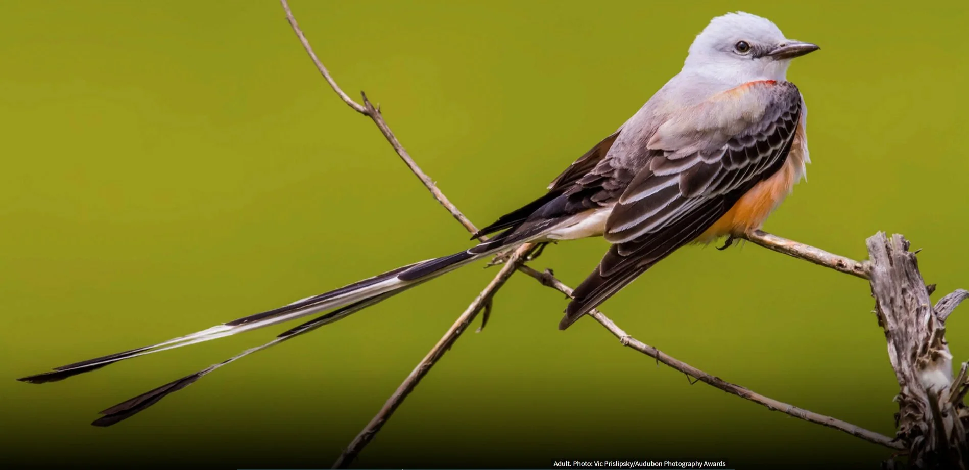 Rare Bird Alert - October 29, 2021 — Los Angeles Audubon Society