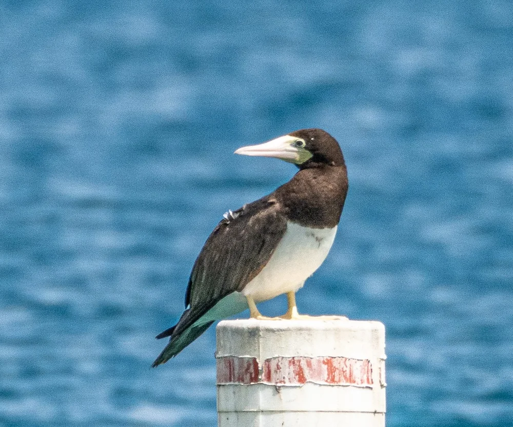 Island Hopping—Birding the U.S. Virgin Islands, Part 3: St. Thomas ...
