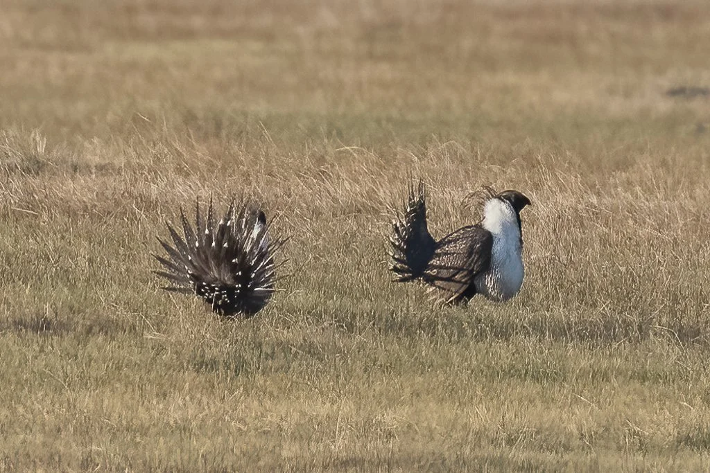 Sage Grouse Lek