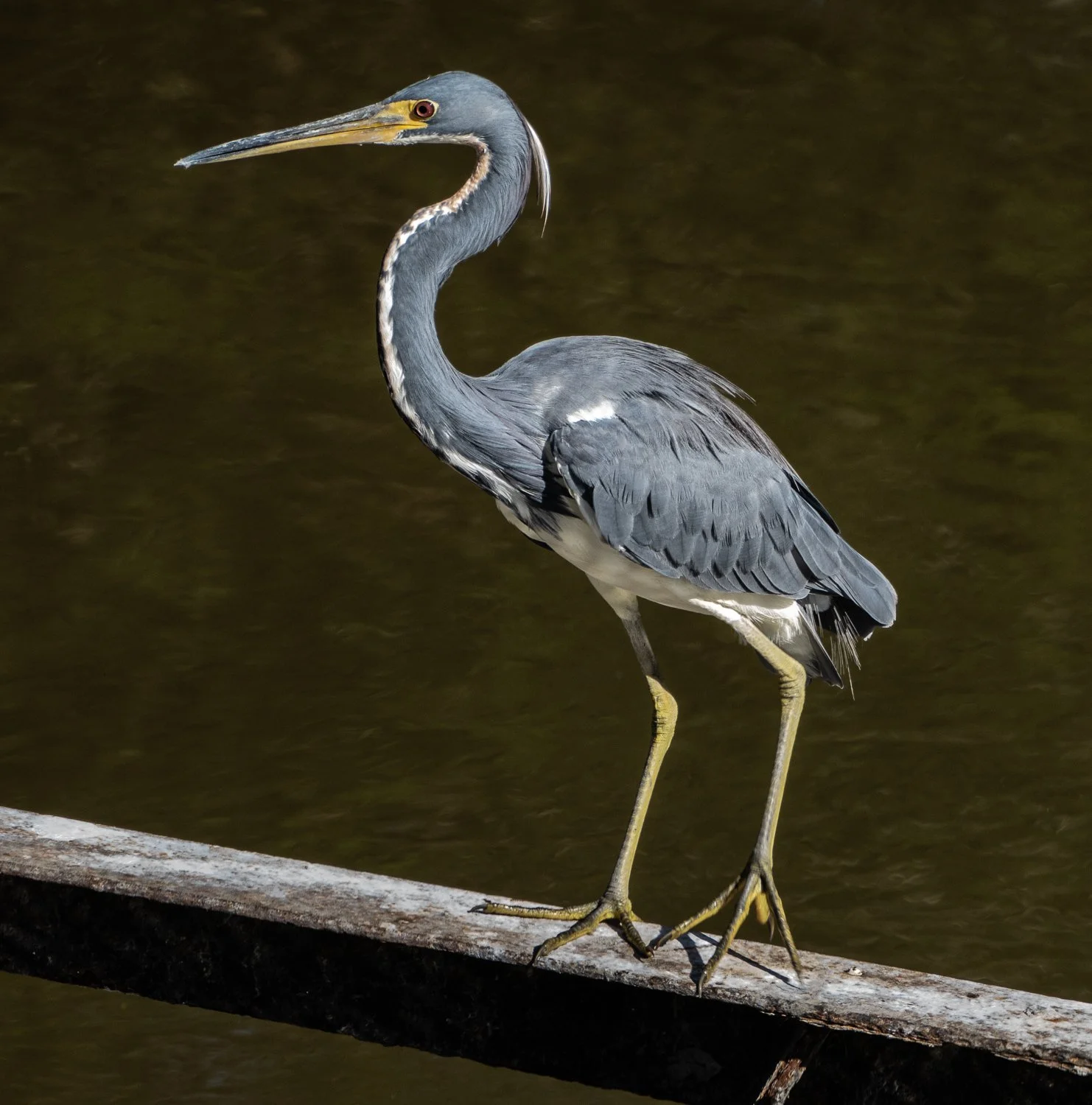 Island Hopping—Birding the U.S. Virgin Islands, Part 3: St. Thomas ...