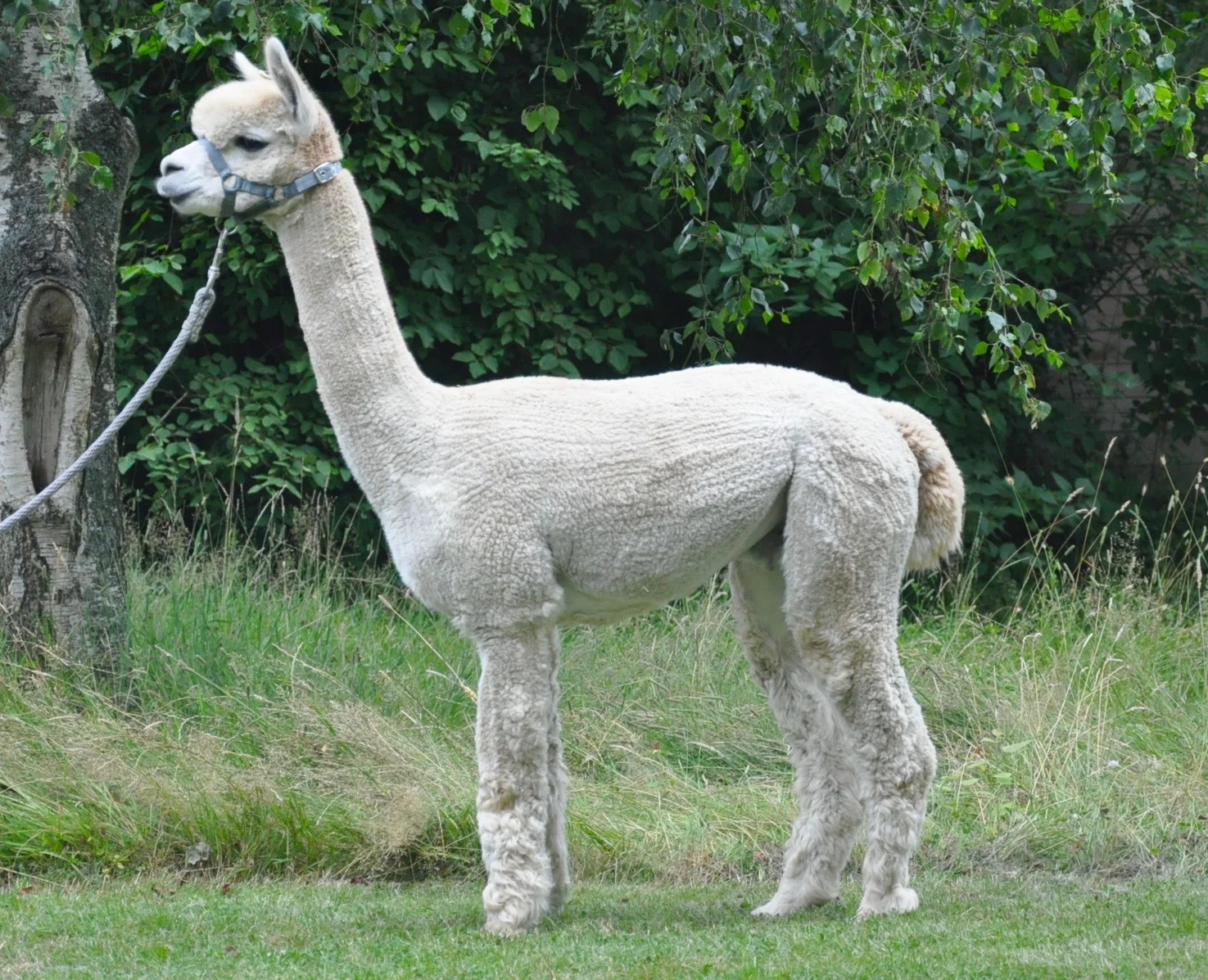 Cold Comfort Alpaca Studs