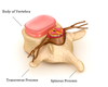 The Thigh Muscle-Back Pain Connection — McBride Pain Clinic