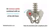 Pelvis Rotations and Upslips — McBride Pain Clinic