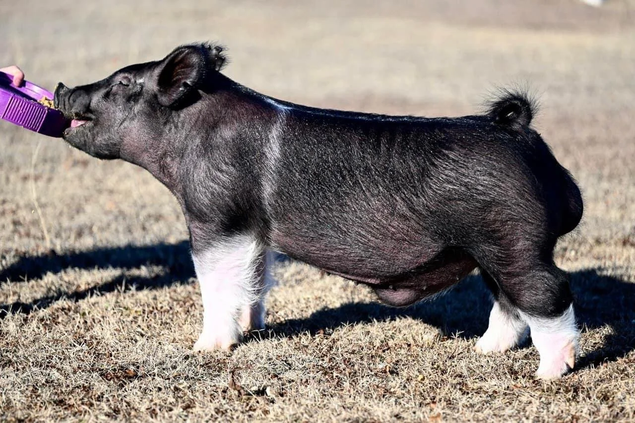 Our Boars — Team Sloan Livestock