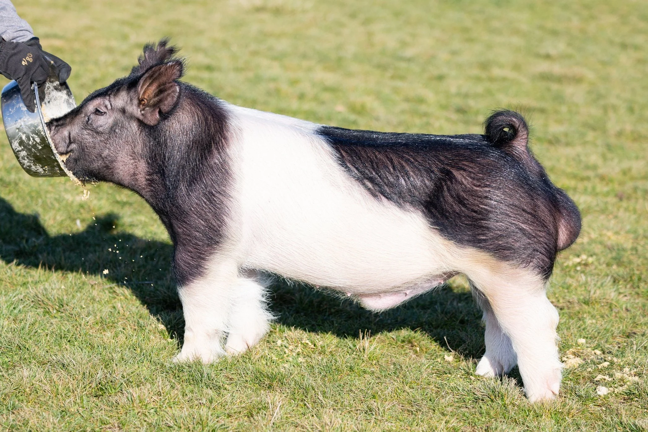 Our Boars — Team Sloan Livestock