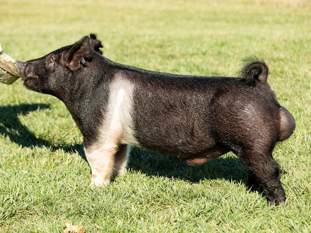Our Boars — Team Sloan Livestock