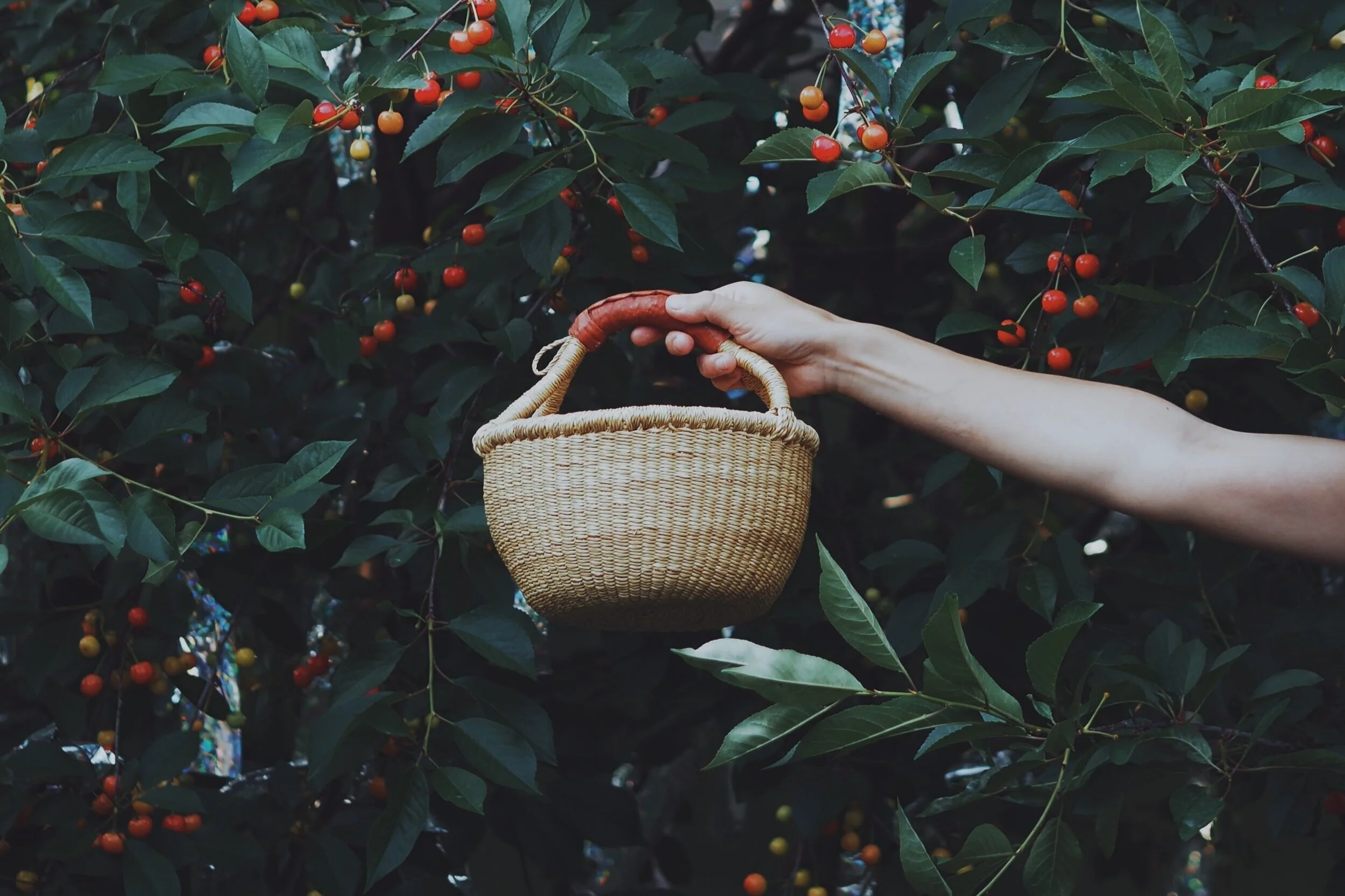 Cherry Fruit Orchard
