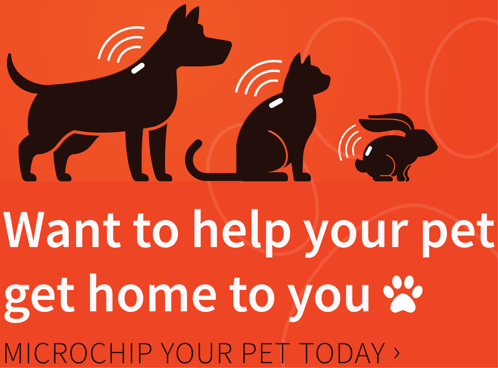 How Do I Find Out My Dogs Chip Number