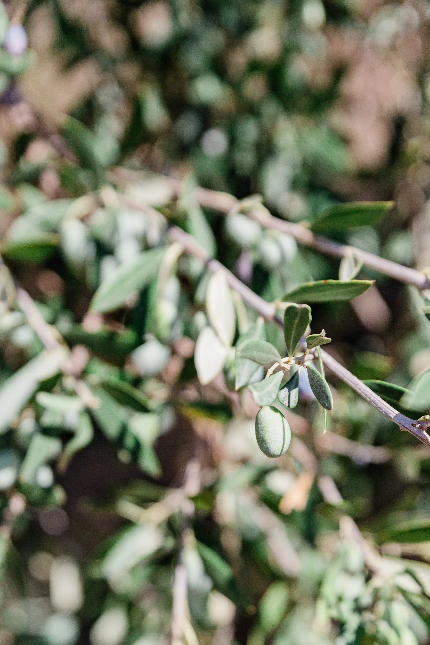 Crete Itinerary-Family Trip to Greece