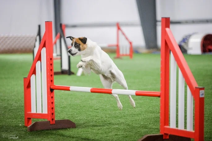 Meet Grace Heck! — Hounds of Heck