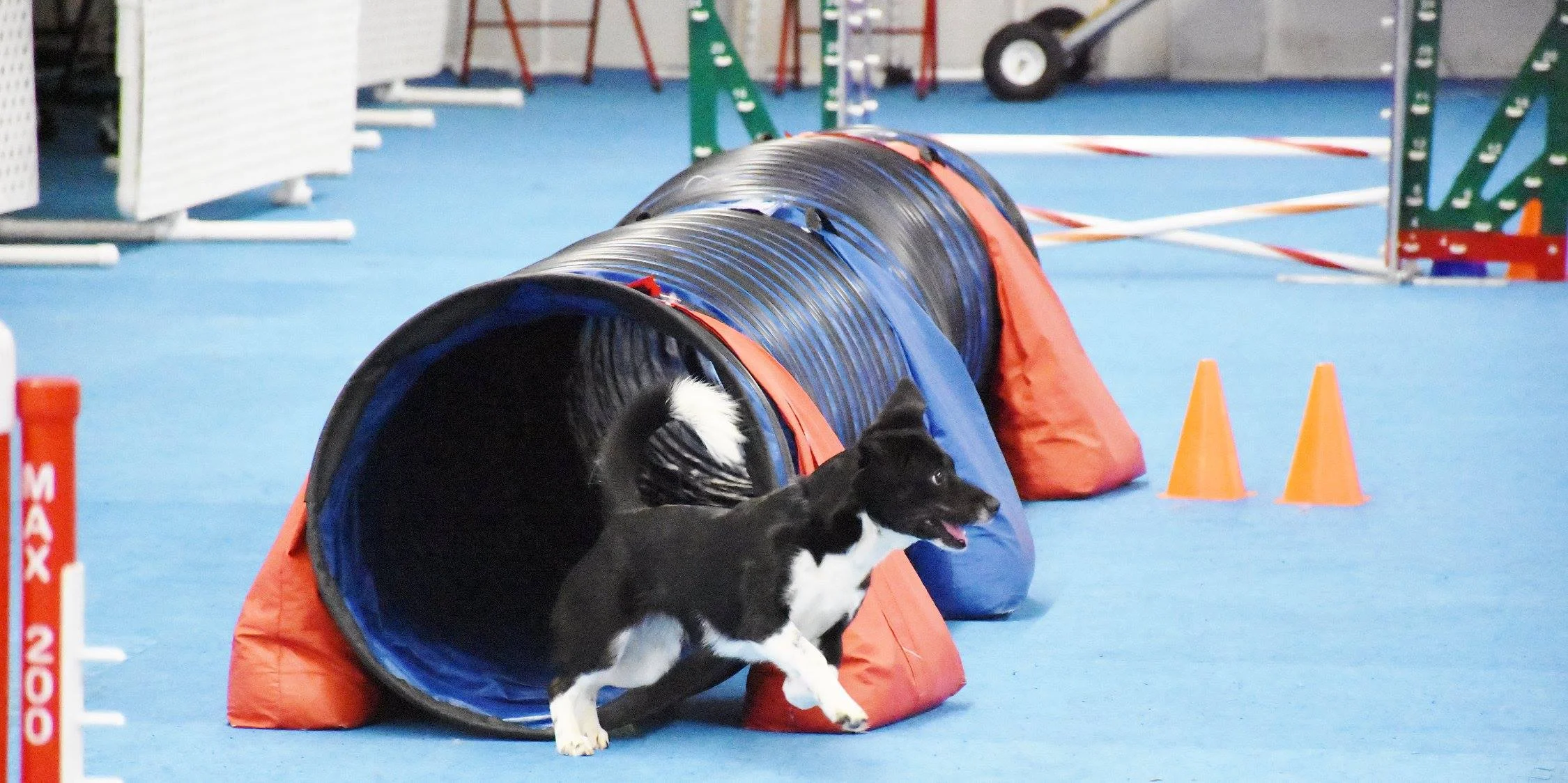 Meet Grace Heck! — Hounds of Heck