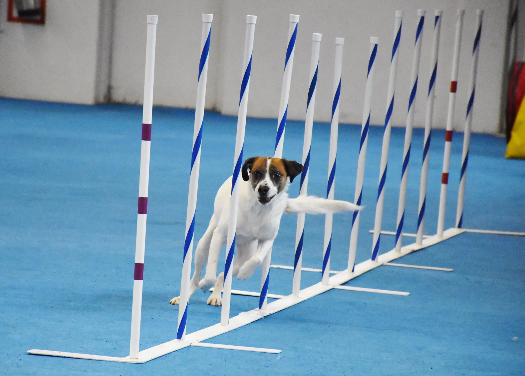 Meet Grace Heck! — Hounds of Heck