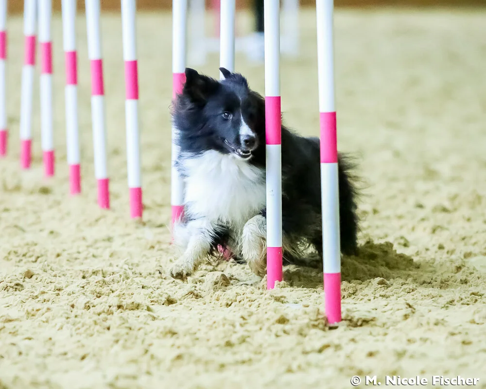 Meet Grace Heck! — Hounds of Heck